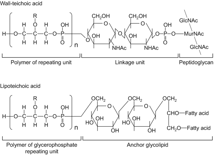Preparation and Structural Analysis of Lipoteichoic Acid on Cell ...