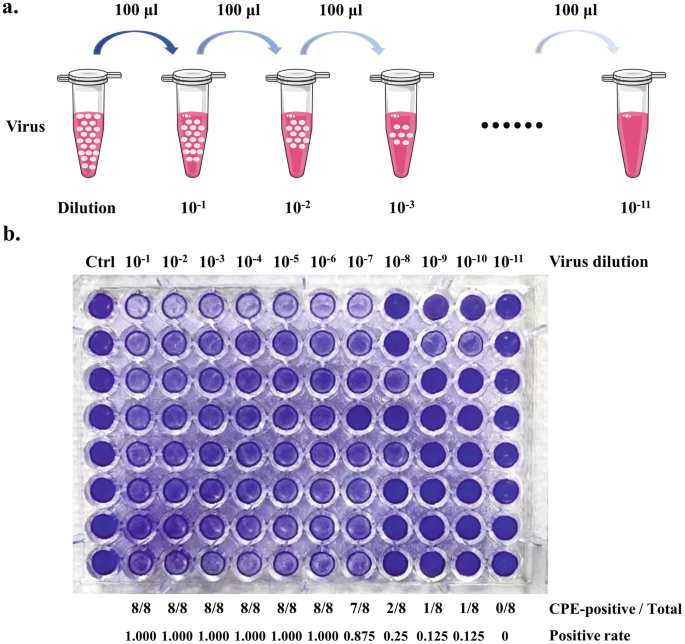 In Vitro and In Vivo Evaluation of Virus-Induced Innate Immunity in ...