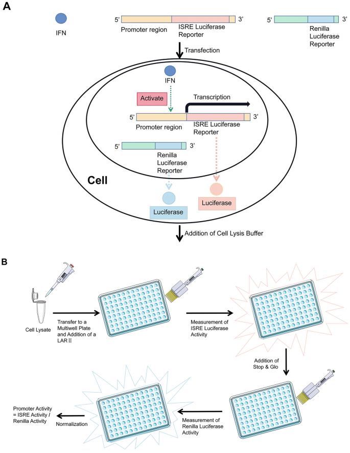 Luciferase Reporter Assay for Determining the Signaling Activity of ...