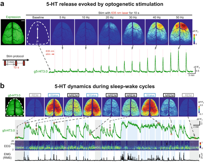 Mesoscopic Imaging of Neurotransmitters and Neuromodulators with ...