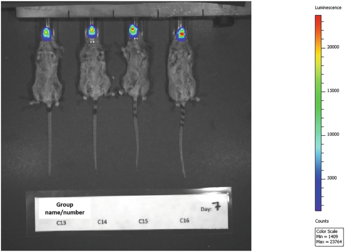 Bioluminescence Imaging to Study Recombinant Orthopoxvirus Infection in ...