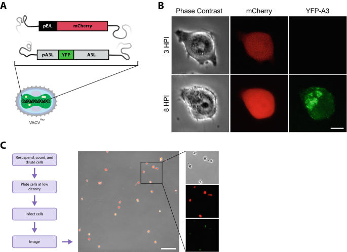 High-Throughput Single-Cell Analysis of Vaccinia Virus Infection ...