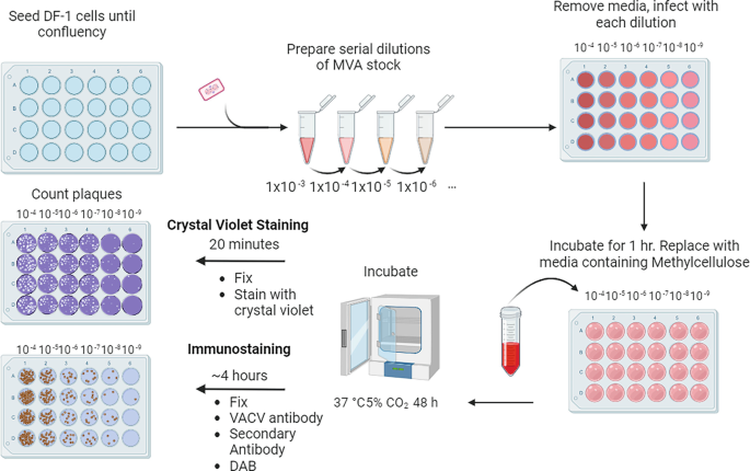 Modified Vaccinia Virus Ankara Titration Using Crystal Violet- or ...