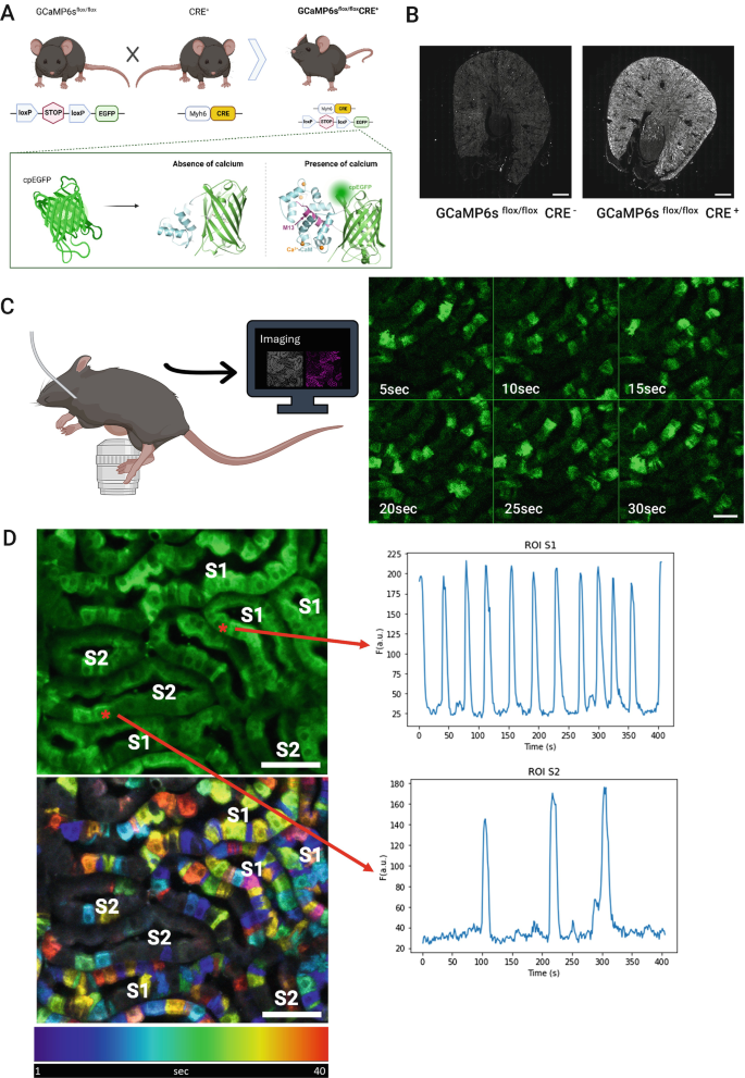 Quantitative Intravital Calcium Imaging in Mouse Kidney | Springer ...