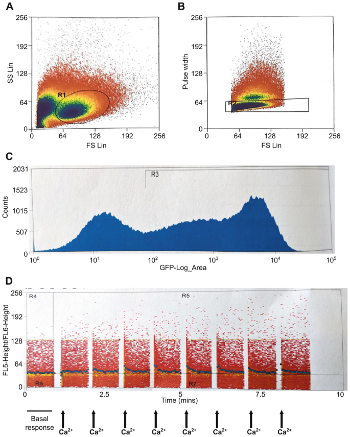Monitoring Calcium-Sensing Receptor (CaSR)-Induced Intracellular Calcium Flux Using an Indo-1 ...