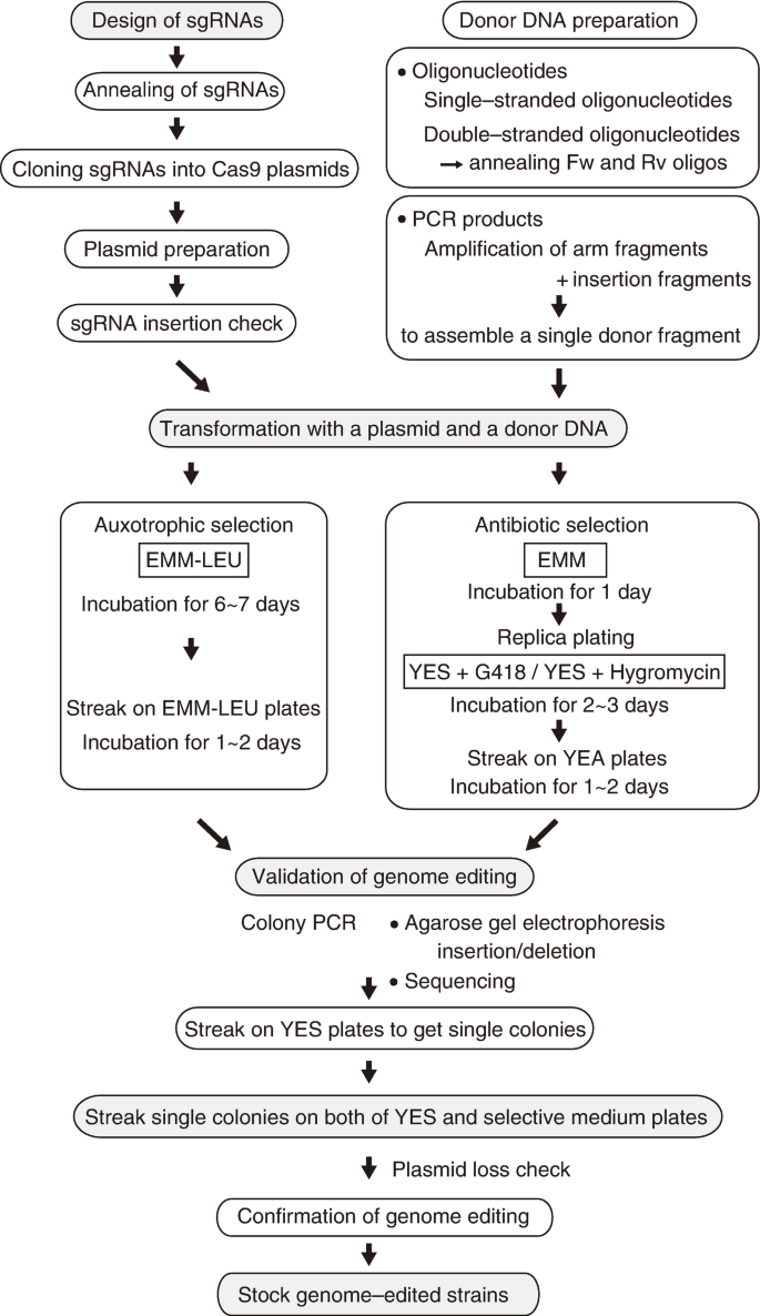 CRISPR-Cas9 Genome Editing in Auxotrophic and Non-auxotrophic Fission ...