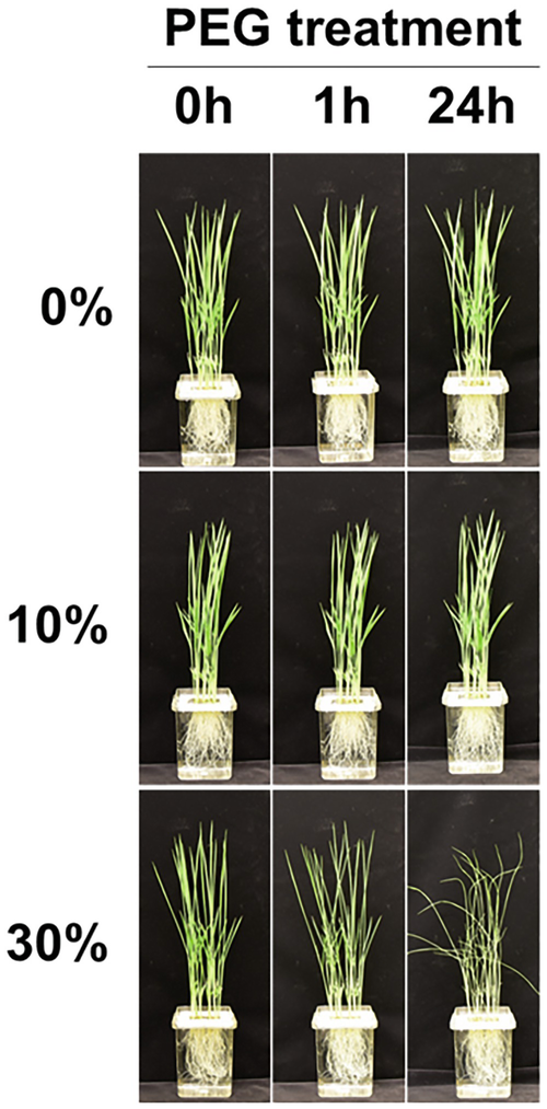 Hydroponic Culture of Rice Seedlings for Stress Response Assay ...