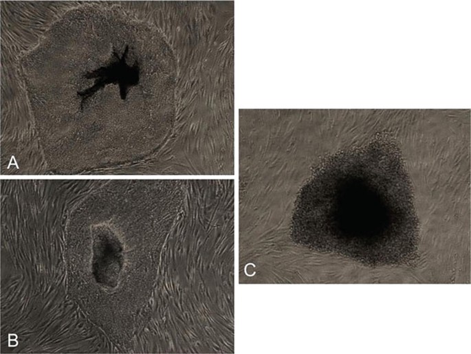 Reprogramming of DPSC to Induced Pluripotent Stem Cells | SpringerLink