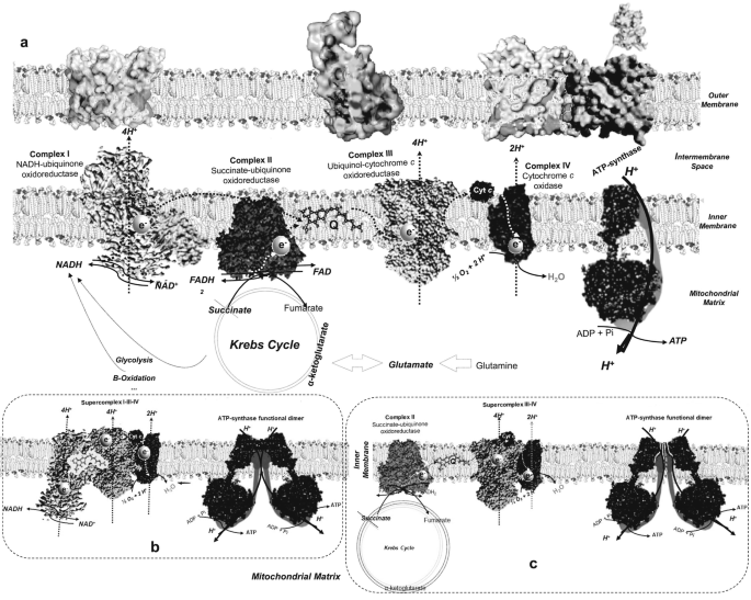 Evaluation of Respiration with a Clark-Type Electrode in Isolated ...