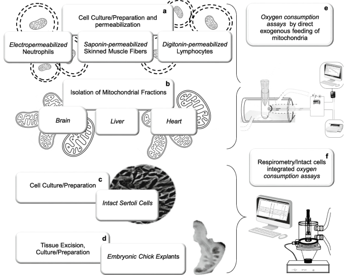 Evaluation of Respiration with a Clark-Type Electrode in Isolated ...
