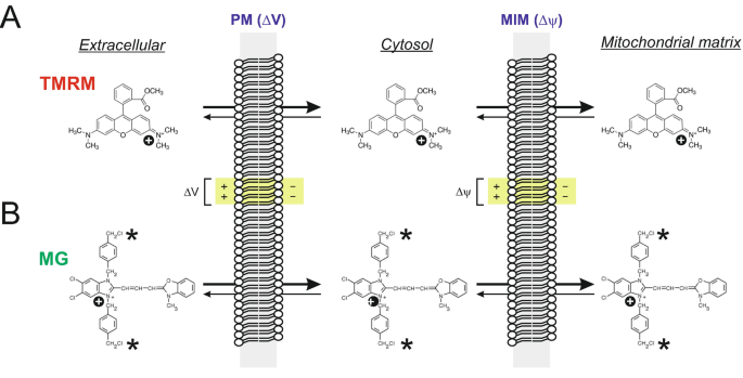Mitochondrial Morphofunctional Profiling in Primary Human Skin ...