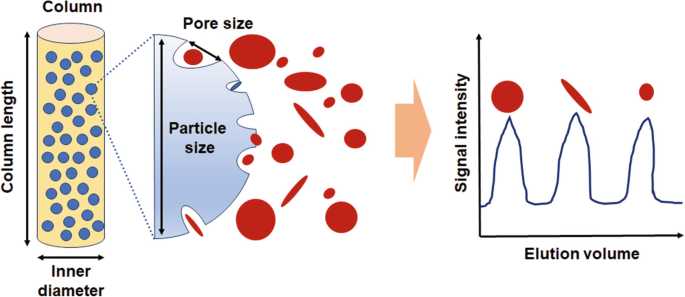 Molecular Size Distribution | SpringerLink