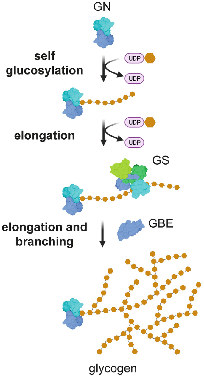 Large-Scale Protein Production and Activity Assay Protocols for Human ...