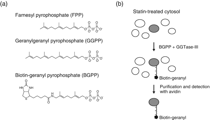 Use of Biotin-Labeled Geranyl Pyrophosphate for Analysis of Ykt6 Geranylgeranylation | Springer ...
