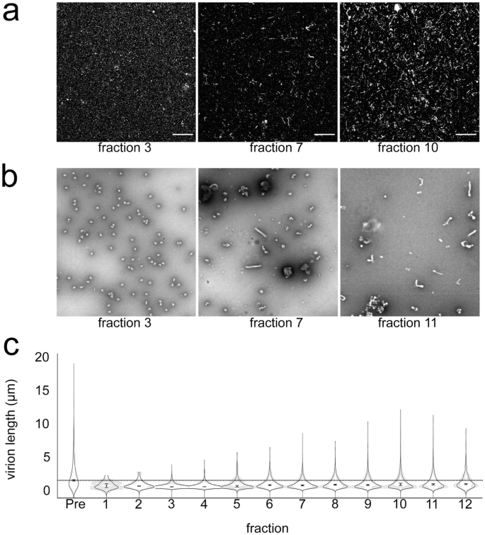 Purification of Influenza Virions | SpringerLink