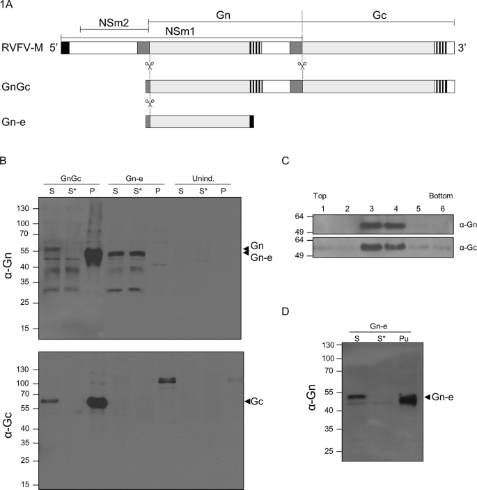 Bunyaviruses: Expression of Recombinant Glycoproteins from Insect Cells | SpringerLink