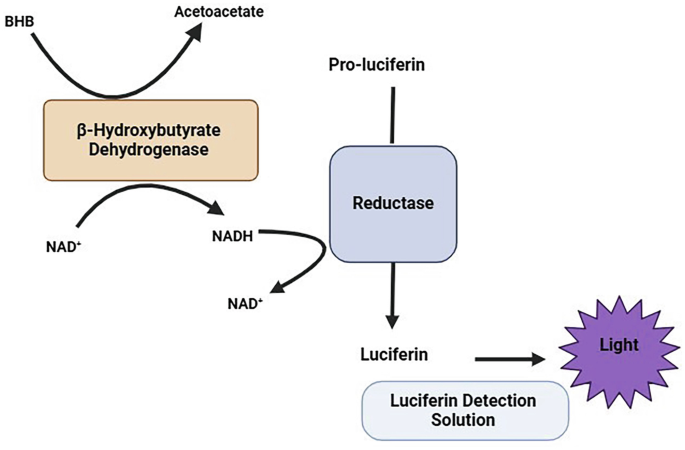 Identification of Fat Adaptation Through Ketone Monitoring | SpringerLink