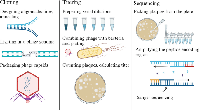Identification of Organ- and Disease-Specific Homing Peptides Using In ...