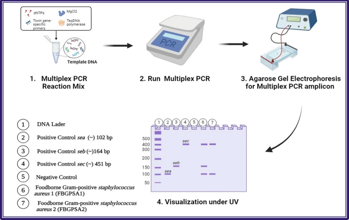 Detection of Foodborne Gram-Positive Bacterial Toxins by Multiplex PCR Method | SpringerLink