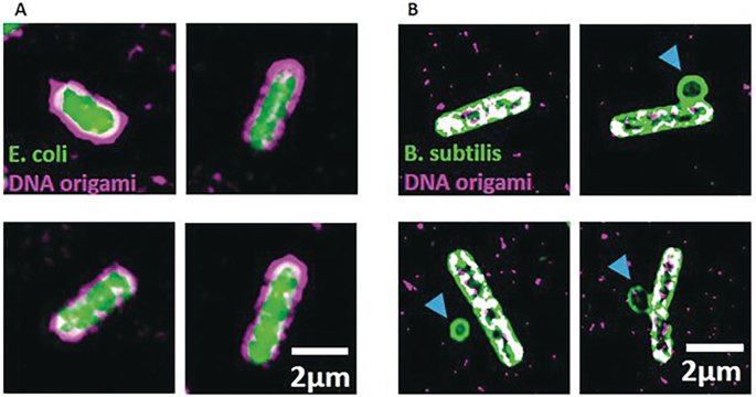 Targeting Bacterial Cells with DNA Nanostructures | SpringerLink