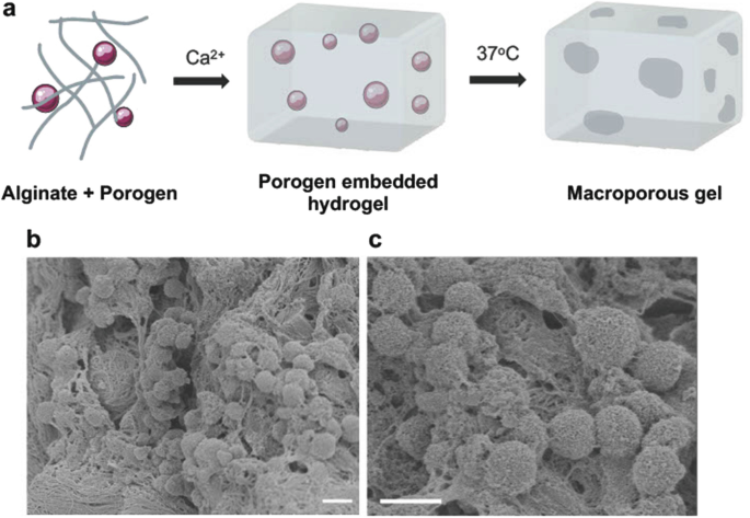 Immune Cell Homing Hydrogels for Cancer Immunotherapy | Springer Nature ...