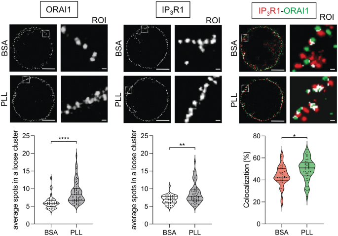 Imaging Protocol for Super-Resolution Microscopy in Fixed T Cells ...