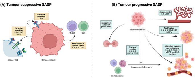 Current Methodologies to Assess Cellular Senescence in Cancer ...