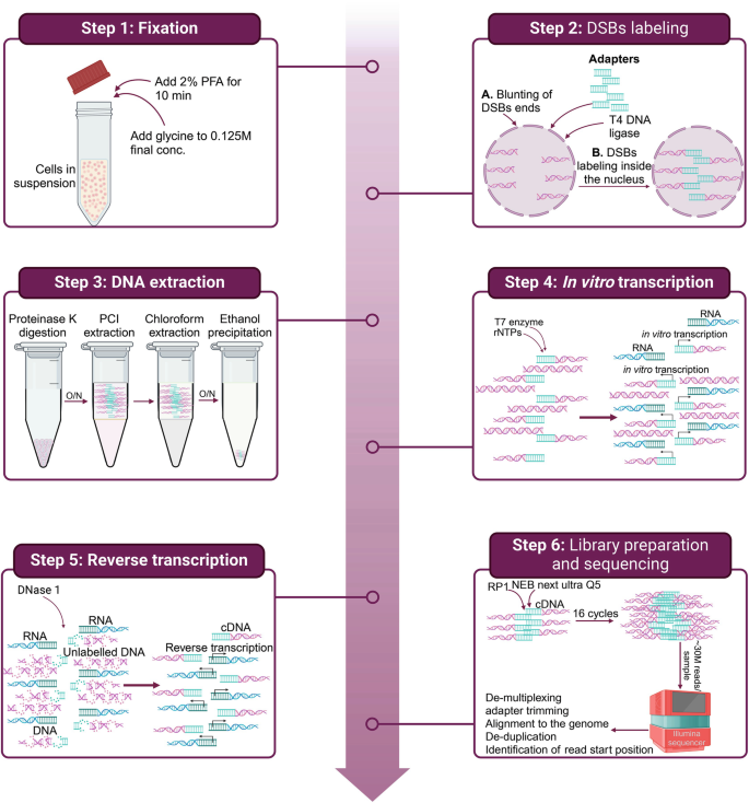 Precise Mapping of Physiological DSBs Using In-Suspension Break Labeling In Situ and Sequencing ...
