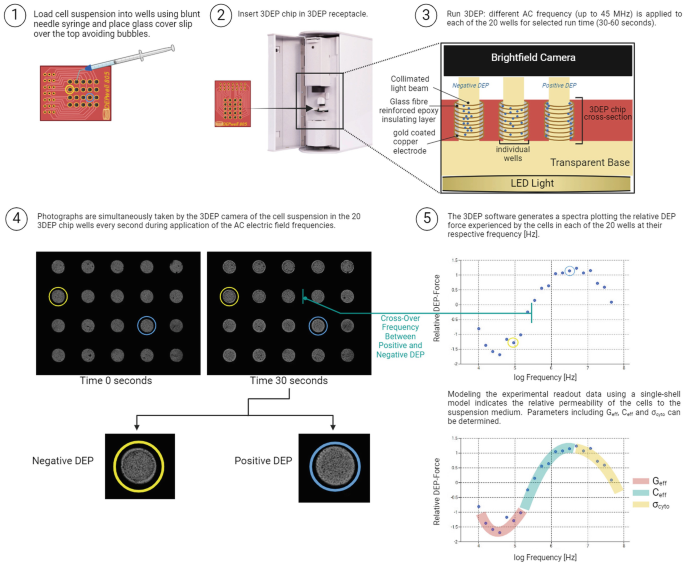 Quantifying the Electrophysiological Properties of Cells Using ...