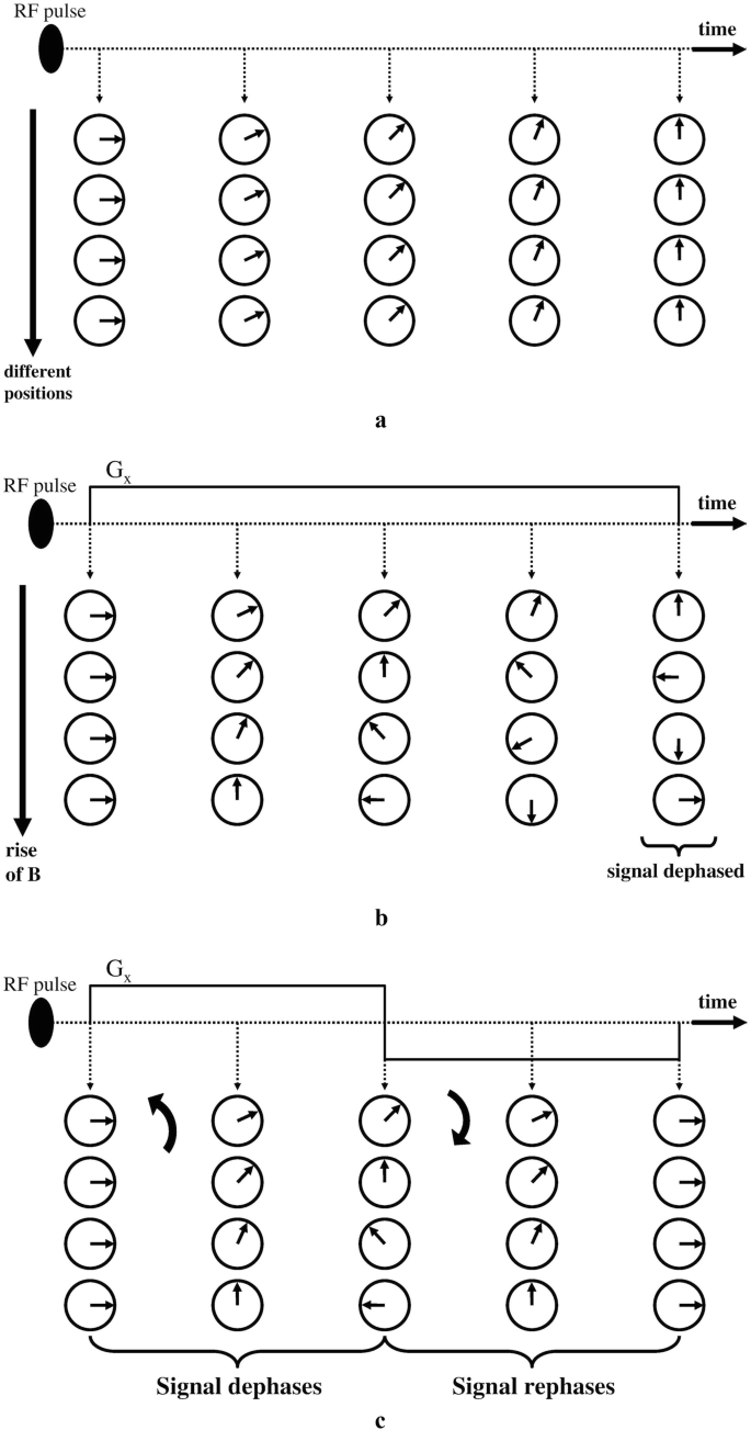 Principles of MRI and Functional MRI | SpringerLink