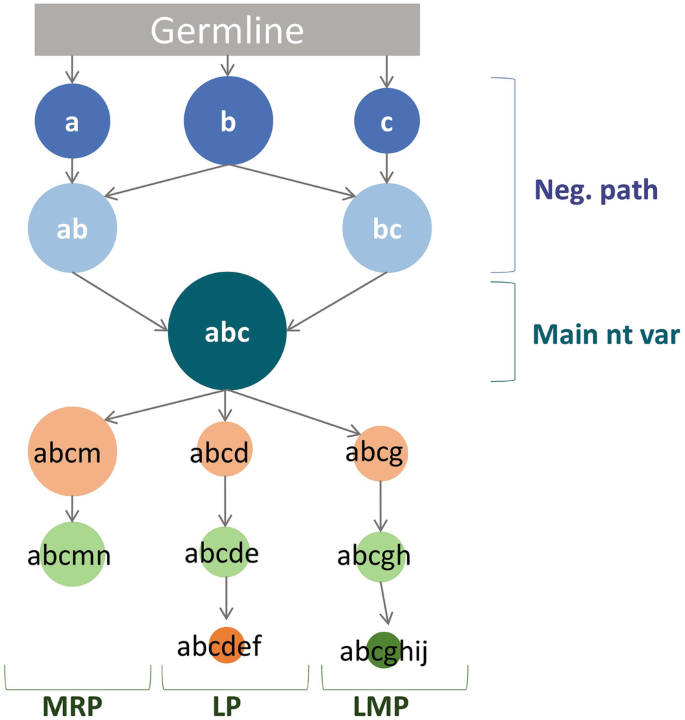 In-Depth, High-Throughput Analysis of BcR IG Clonality and Diversity ...