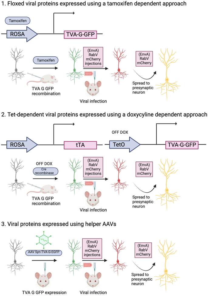 Monosynaptic Tracing in Developing Circuits Using Modified Rabies Virus | SpringerLink
