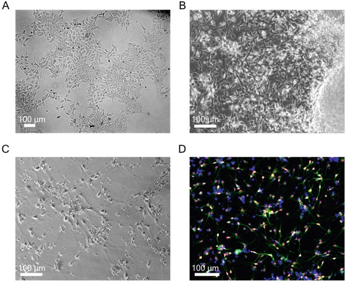 Differentiation of Mature Dopaminergic Neurons from Human Induced ...
