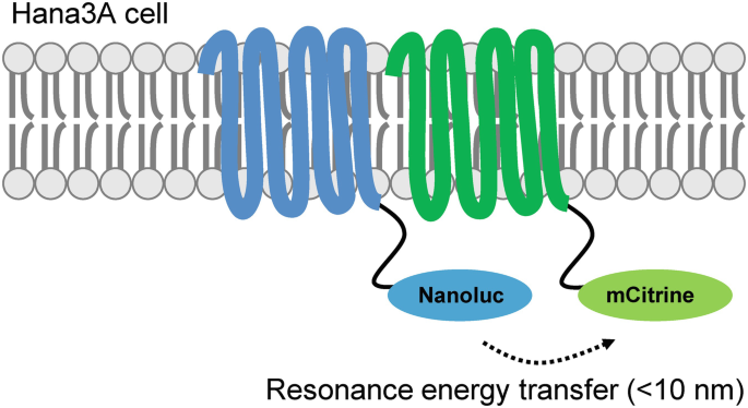 Protein–Protein Interactions of Odorant and G Protein-Coupled Receptors ...