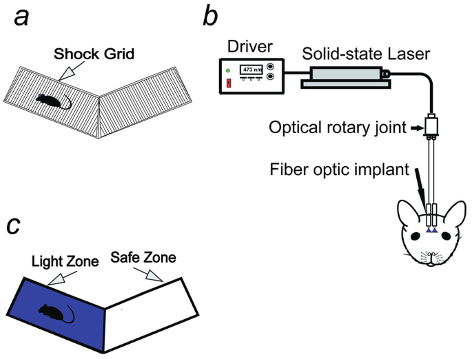 Bilateral Optogenetic Stimulation of the Olfactory Bulb of OMP-ChIEF ...
