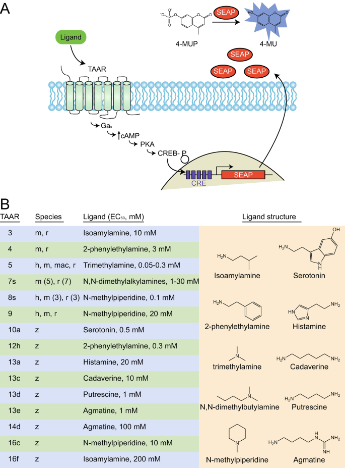Deorphanization of Olfactory Trace Amine-Associated Receptors ...
