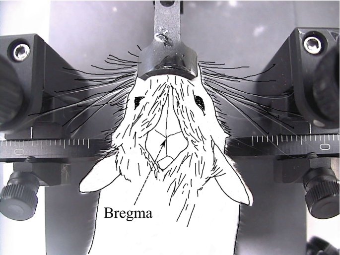 Microdialysis Sampling in a Free-Moving Mouse for Blood-Brain Barrier ...