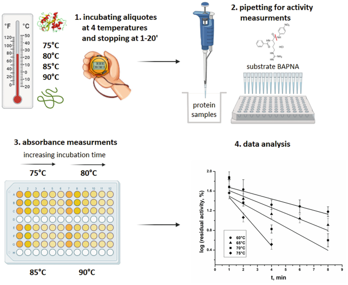 Kinetics of Protease Thermal Inactivation | Springer Nature Link