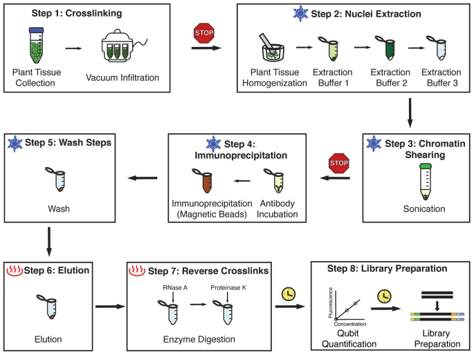 Efficient In-house Coupling of Sample and Library Preparation for ChIP ...