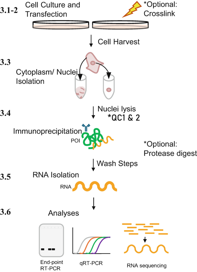 RNA Immunoprecipitation (RIP) from Purified Nuclei in Cells | SpringerLink