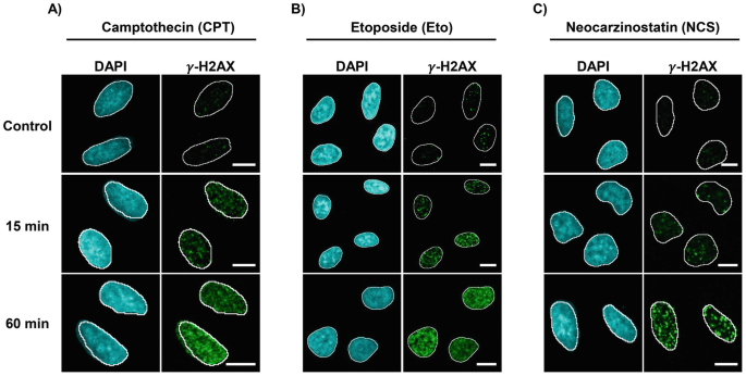 Detection of γ-H2A.X for Rapid Assessment of Genotoxic Agent-induced ...