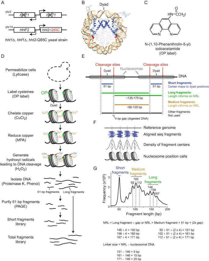 Genome-Wide Nucleosome Mapping by H3Q85C-Directed Chemical Cleavage in ...