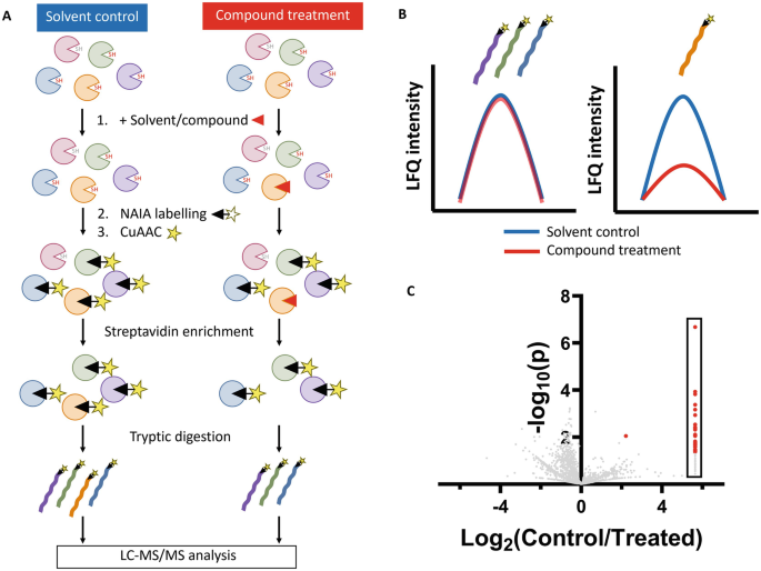 Activity-Based Protein Profiling for Functional Cysteines and Protein ...