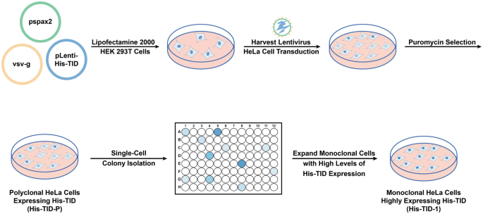 Profiling Ligand-Induced Changes in Nuclear Localization Using ...