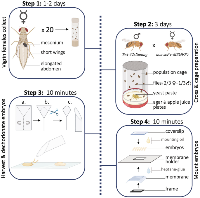Imaging Translation in Early Embryo Development | SpringerLink