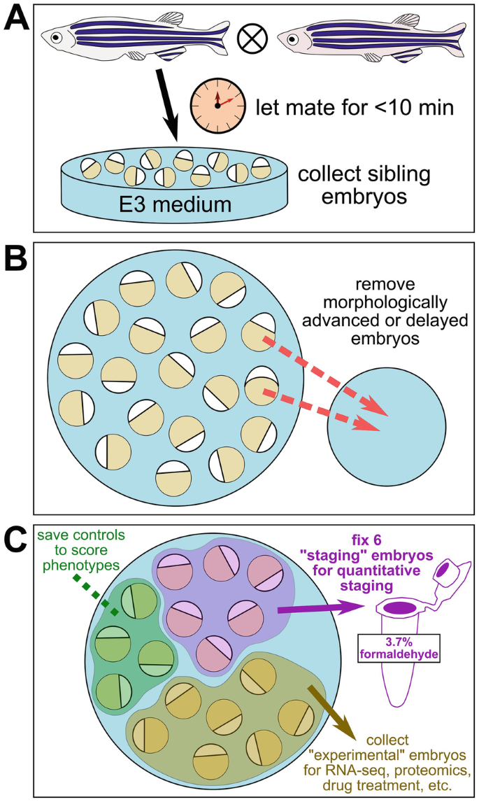 Quantitative Staging of Mid-blastula Zebrafish Embryos by Nuclei Counting | SpringerLink