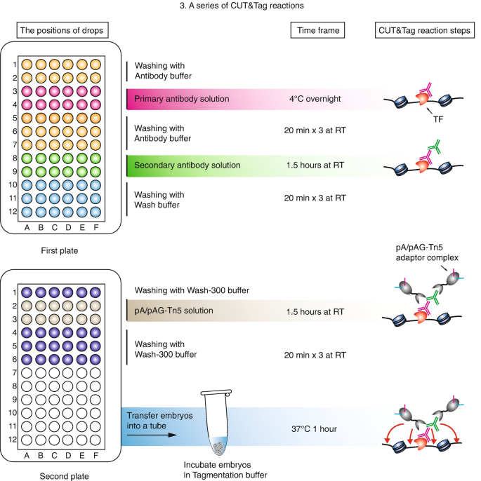 CUT&Tag for Transcription Factor Binding Profiles During Mammalian ...