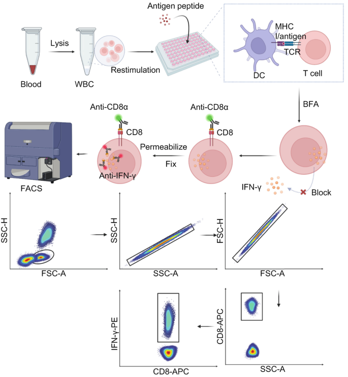 Nanoparticles-Assisted Peptide Cancer Vaccine Delivery | SpringerLink