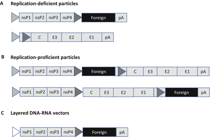 Viral Vector-Based Cancer Vaccines | SpringerLink