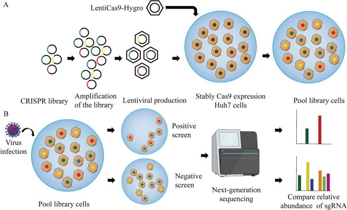 Screening for Host Proteins with Pro- and Antiviral Activity via High ...